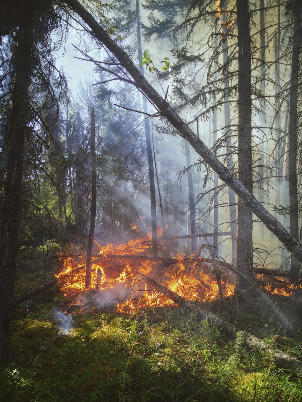 Words Matter: Do you want to start a forest fire ? – Inspiring Light ...