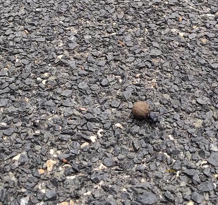 A Lone, Dung ( dumb) Beetle – Inspiring Light Through the Cracks